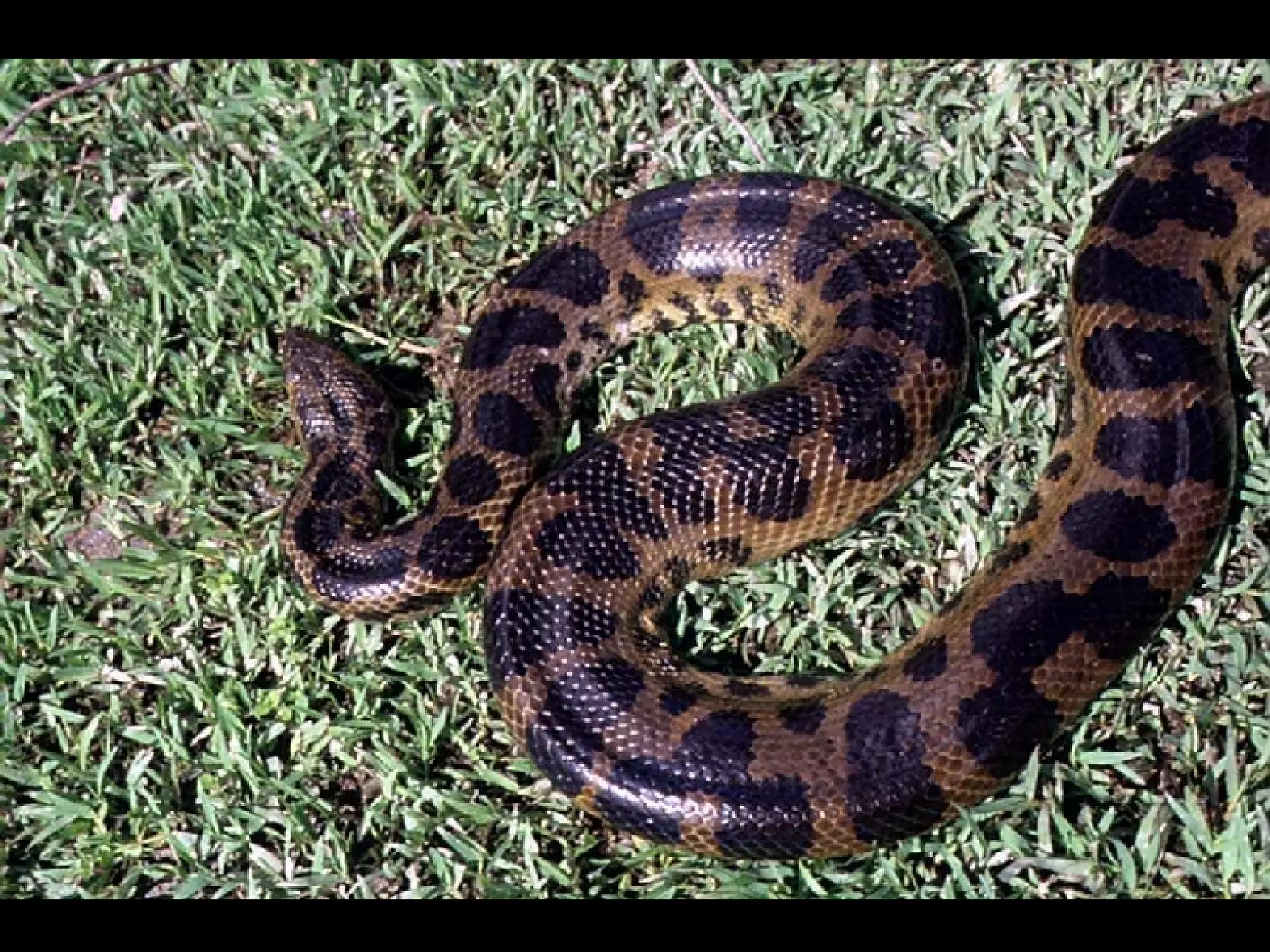 Anaconda. | PPS