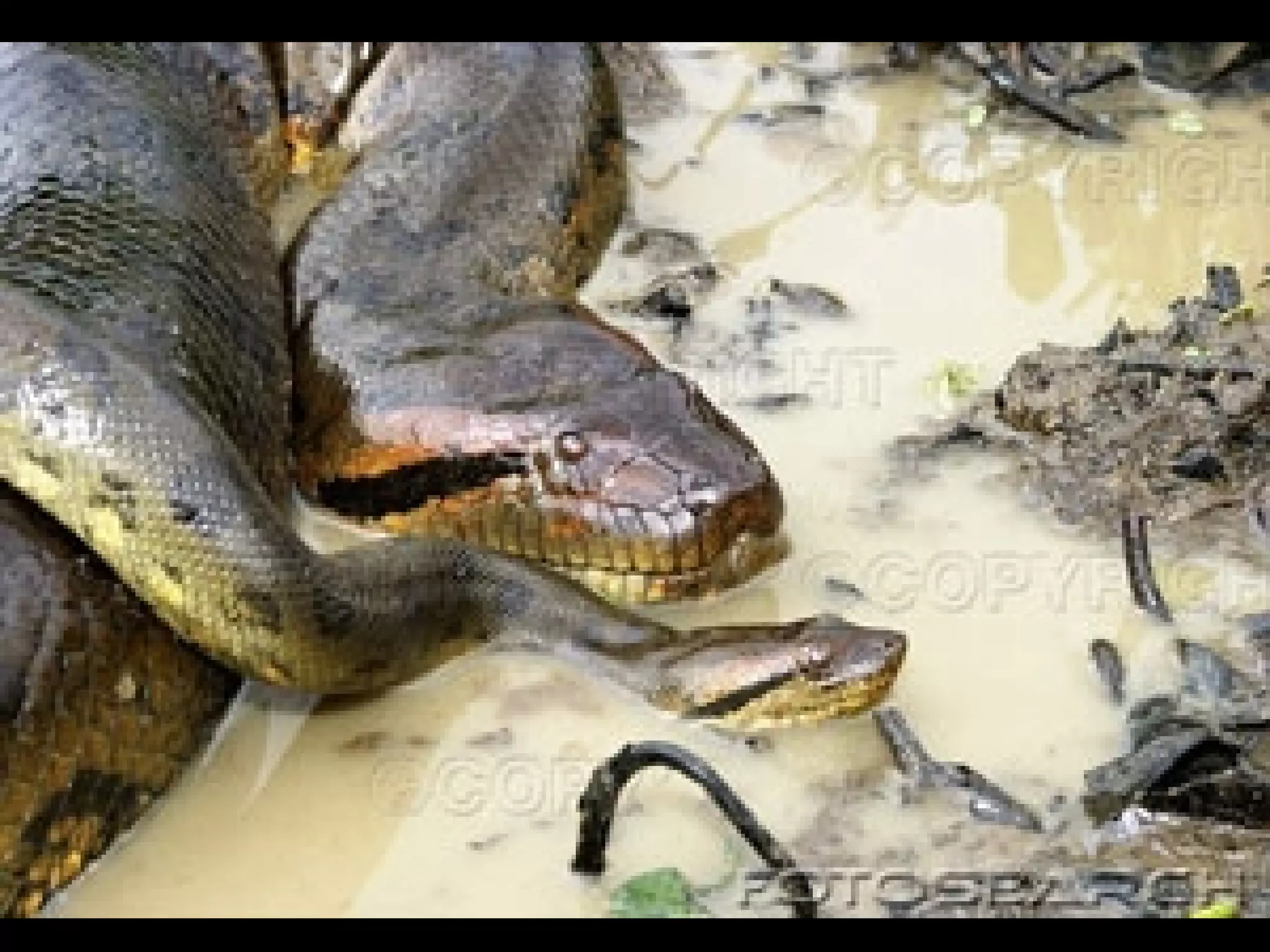 Anaconda. | PPS