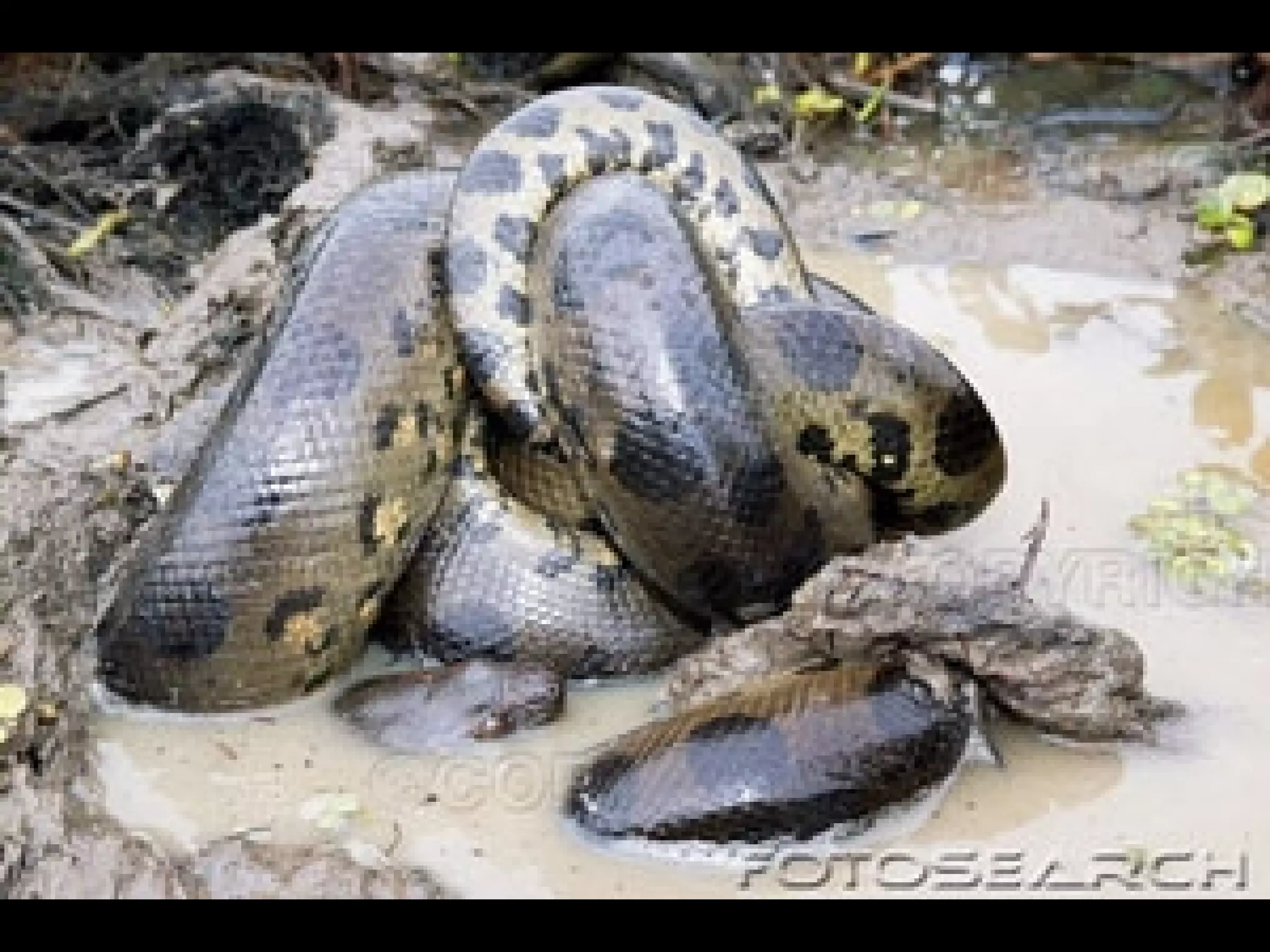 Anaconda. | PPS