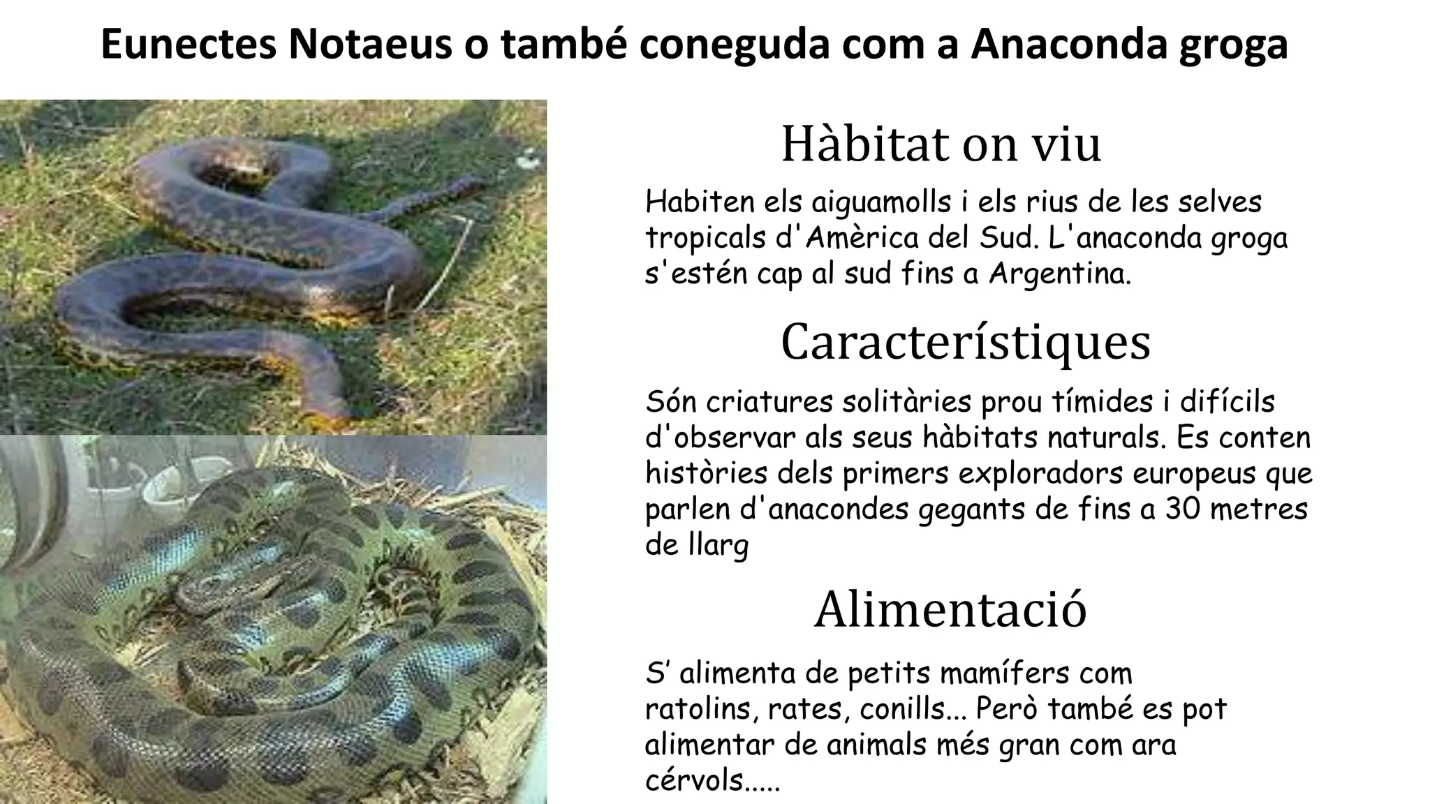 Anaconda groga | PPT