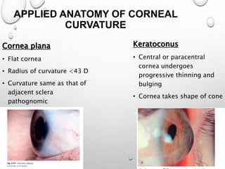 Anatomy of Cornea | PPTX