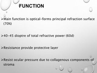 Anatomy of Cornea | PPTX