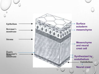 Anatomy of Cornea | PPTX