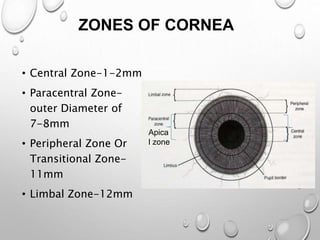 Anatomy of Cornea | PPT