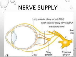 Anatomy of Cornea | PPT