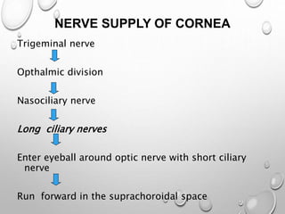 Anatomy of Cornea | PPT
