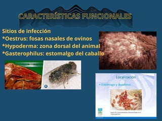 Oestridae (mosca endo parasitaría) (colmoyote) | PDF