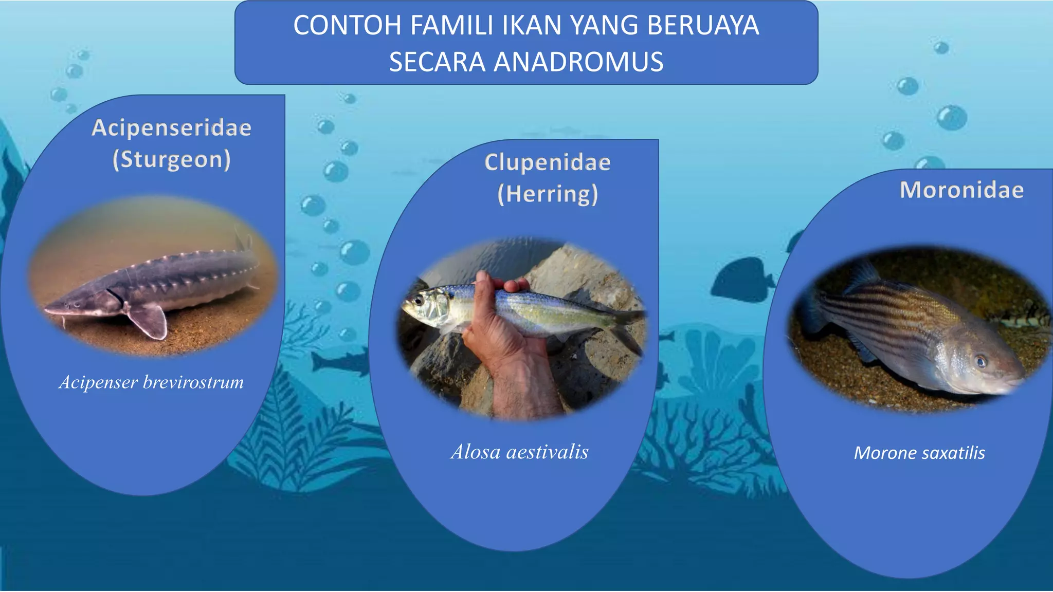 ANADROMOUS KEL 5.pdf