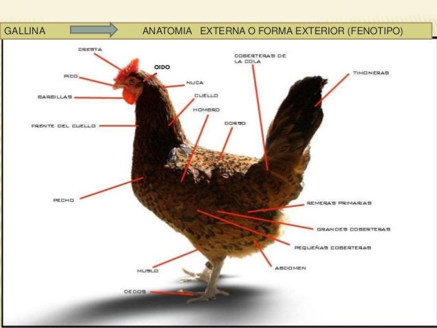 Ana duarte postgrado