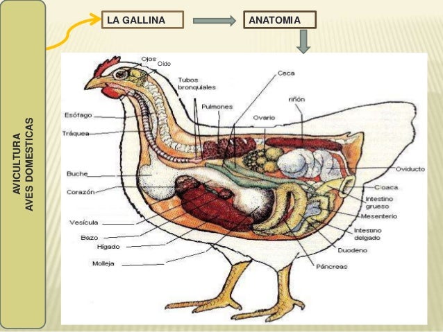 Descubre Las Partes De Una Gallina: Anatomía Básica – CTTP