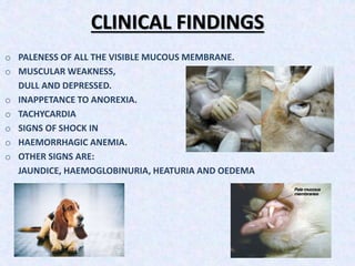 anaemia-171208034251.pdf