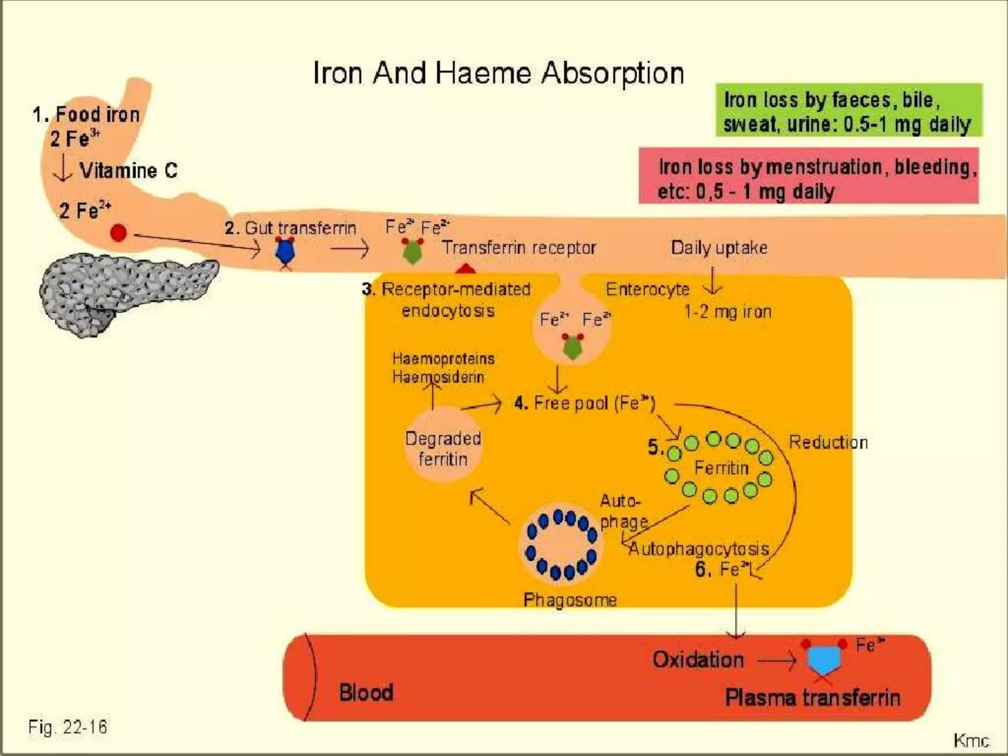 Pathophysiology of Anaemia for nursery students | PPTX