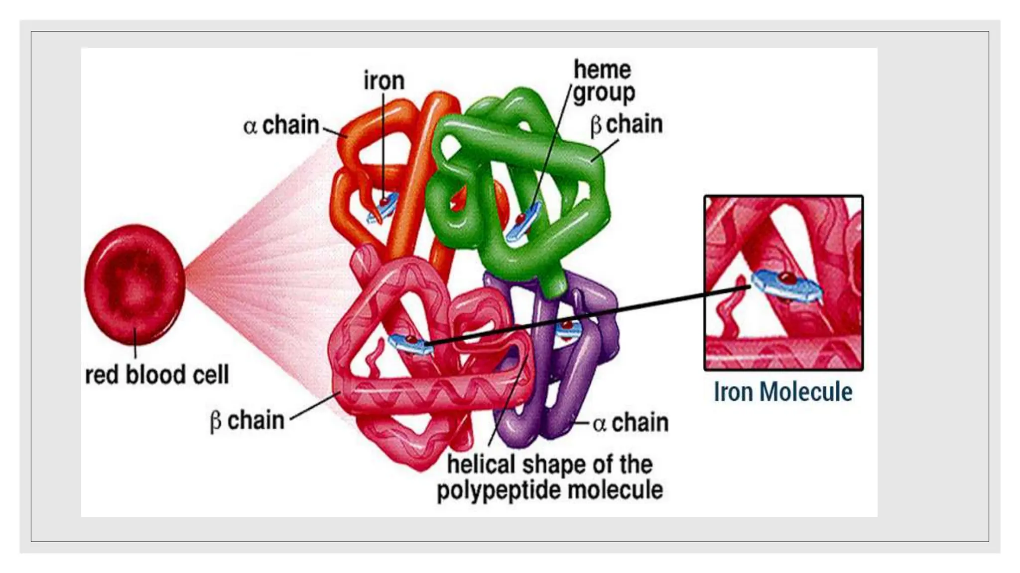 Anaemia, Pathophysiology, Types and Disorders.pptx