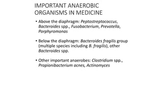 anaerobes rx.pptx