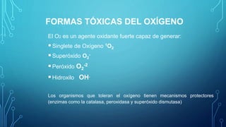 AISLAMIENTO Y RECUENTO DE BACTERIAS ANAEROBIAS | PPTX
