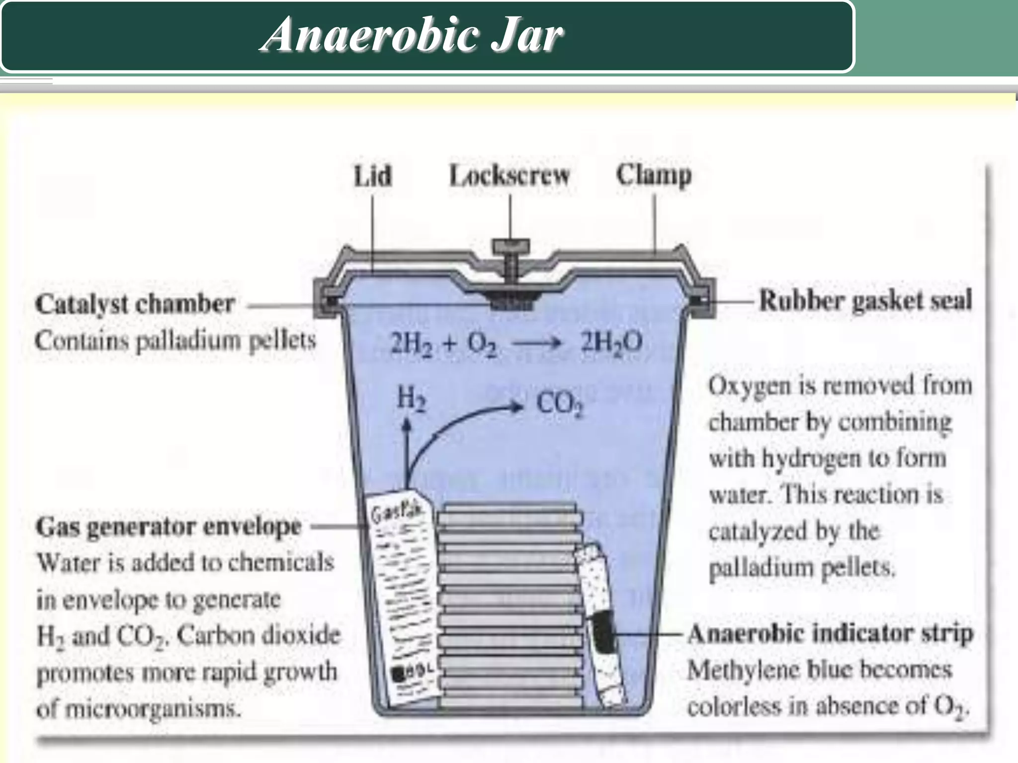 Anaerobic bacteria | PPT