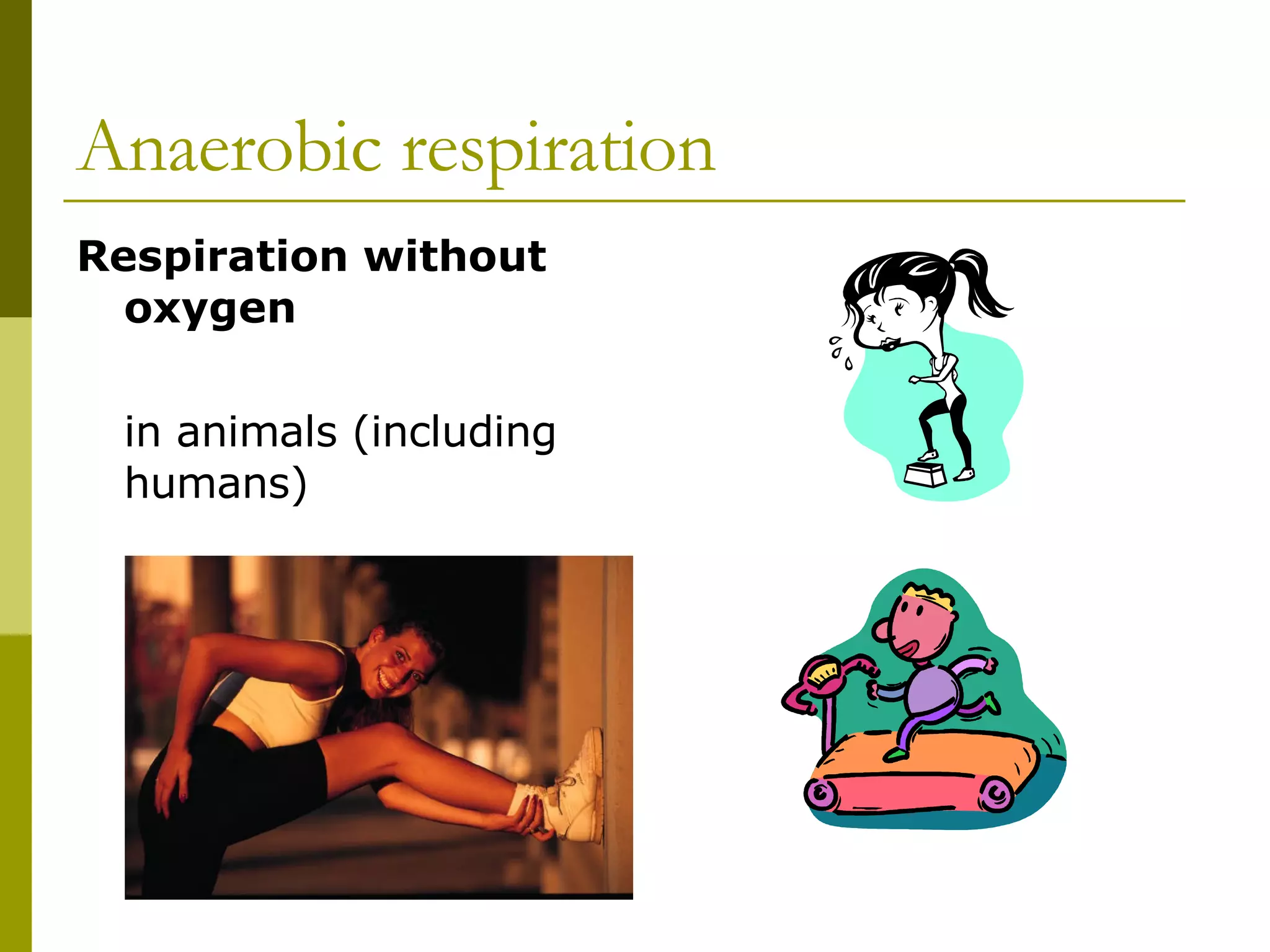 Anaerobic Respiration | PPT