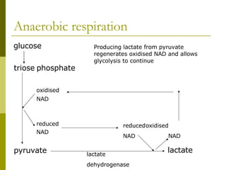Anaerobic Respiration