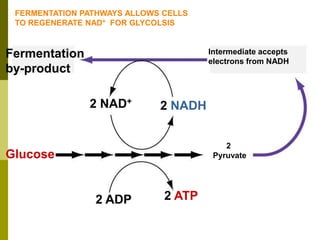 Anaerobic respiration 2 | PPTX