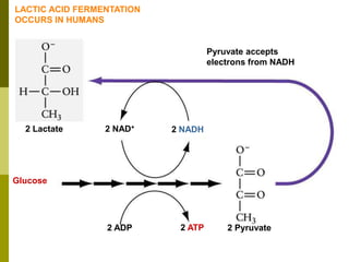 Anaerobic respiration 2 | PPTX