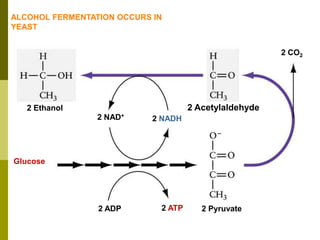 Anaerobic respiration 2 | PPTX