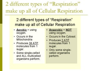 Anaerobic respiration 2 | PPTX