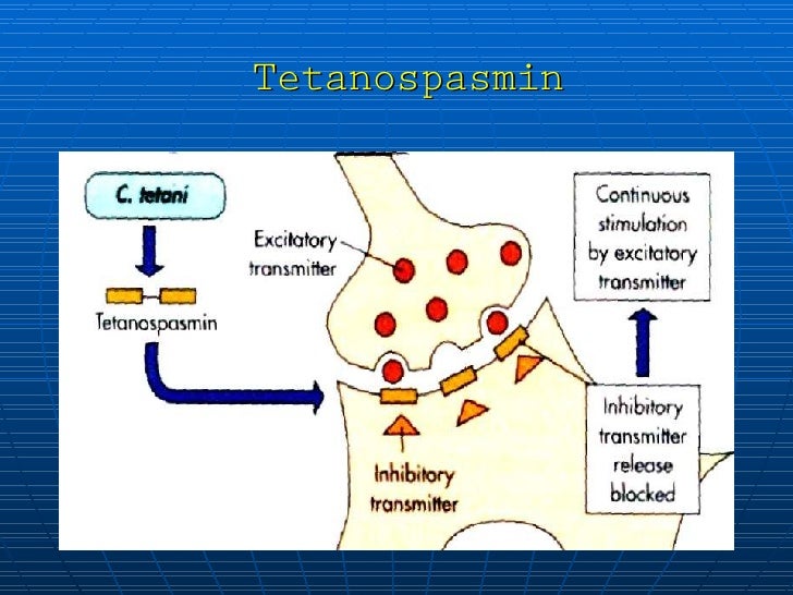 Anaerobic bacteria