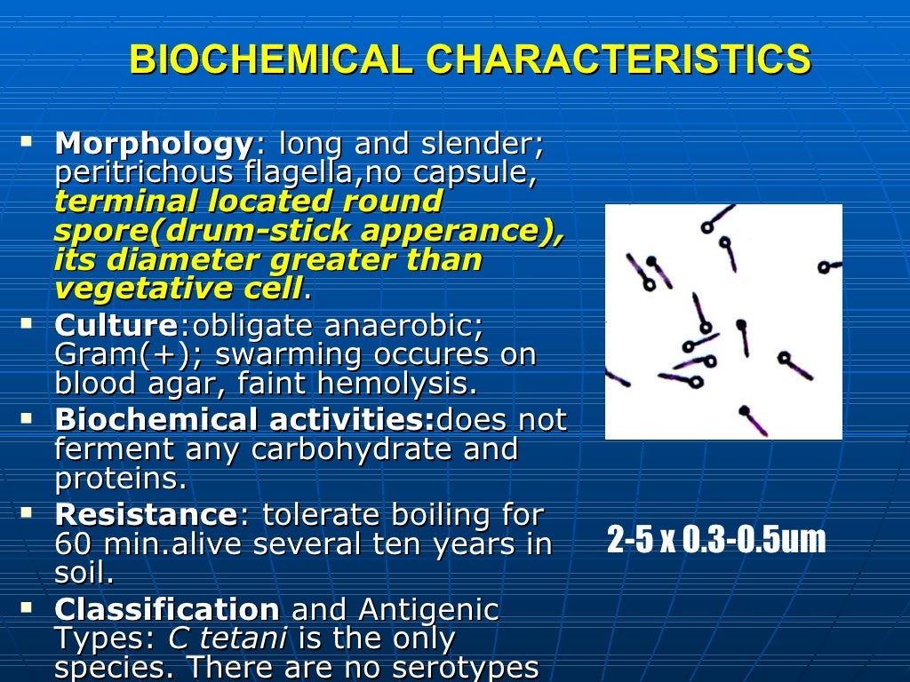 Anaerobic bacteria