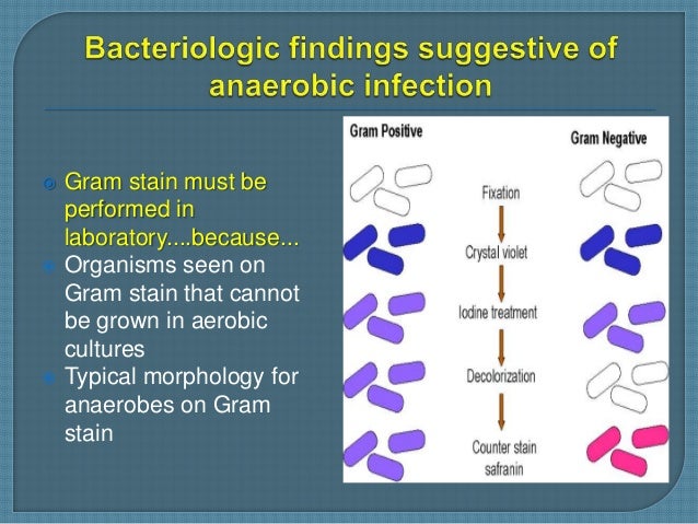 Anaerobic bacteria12