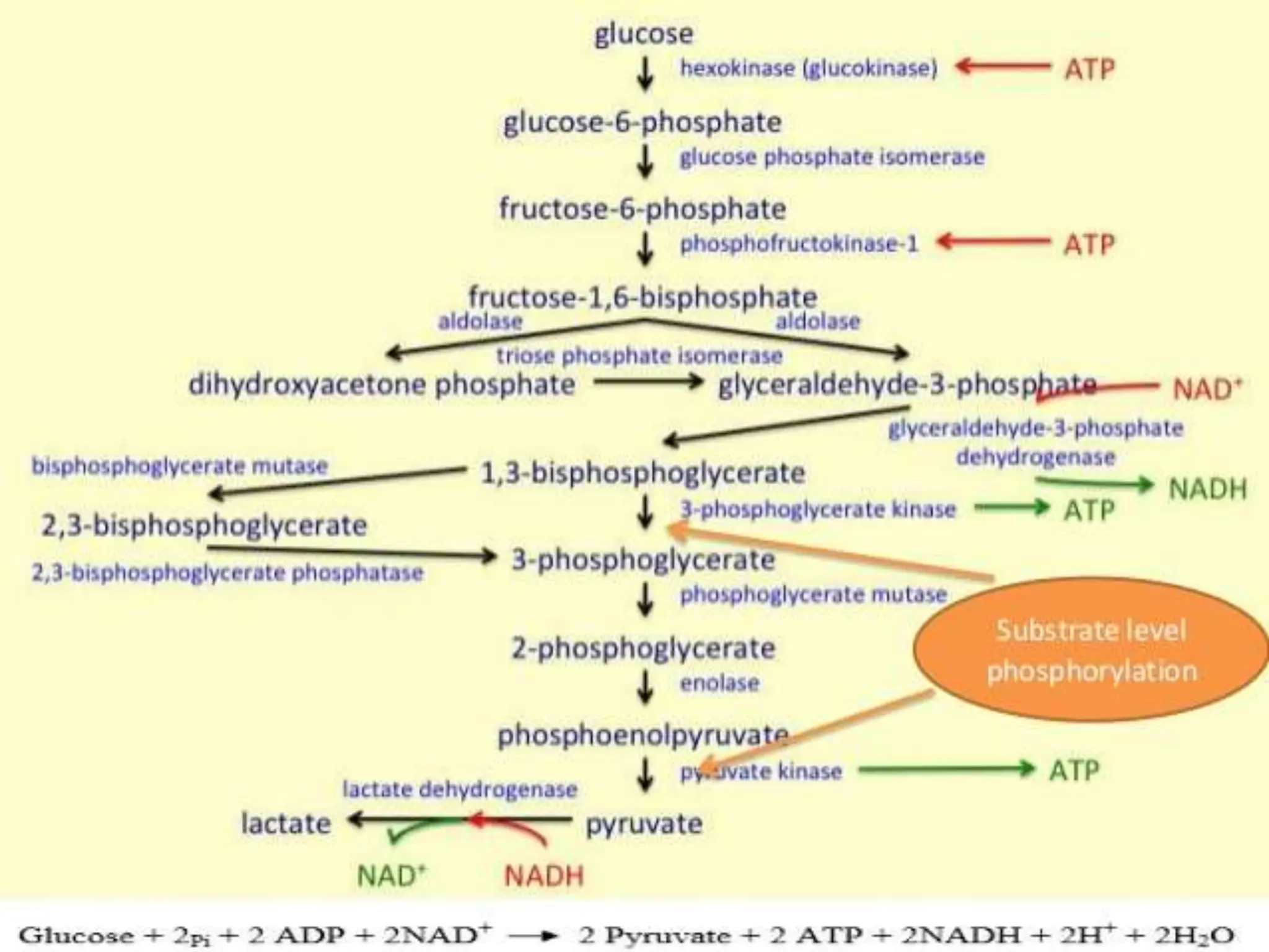 ANAEROBIC BACTERIAL METABOLISM 22.2.pptx