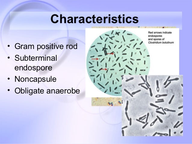 Anaerobic bacteria spring 2011