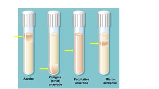 Anaerobic Culture methods of bacteria.pdf