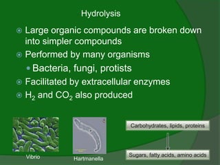 Anaerobic Digestion and Biogas.ppt