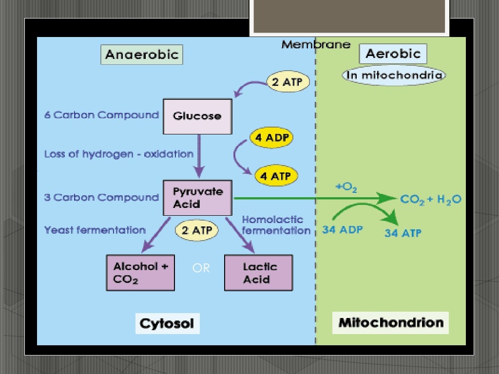 Anaerobic respiration