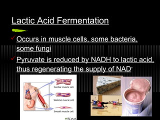 AP Bio Ch. 9 Anaerobic respiration | PPT