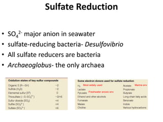 Anaerobic respiration | PPT
