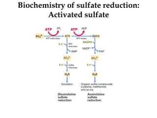 Anaerobic respiration | PPT
