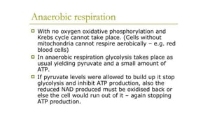 Anaerobic respiration .pptx