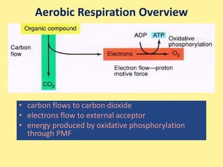anaerobic respiration.ppt