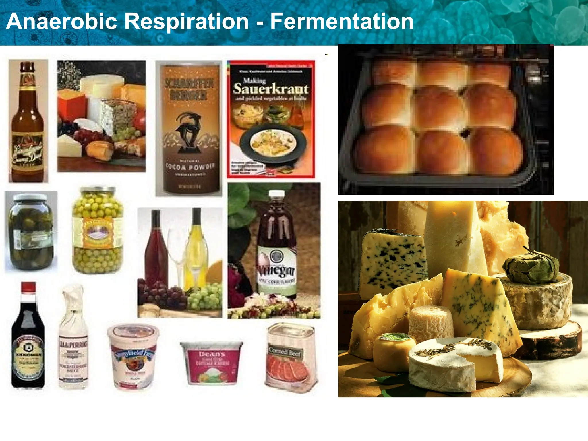 Anaerobic Respiration and fermentation.ppt