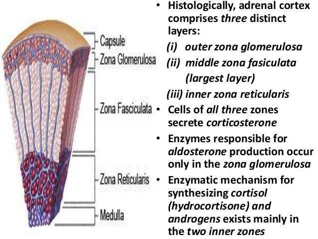 Adrenal Cortex Layers