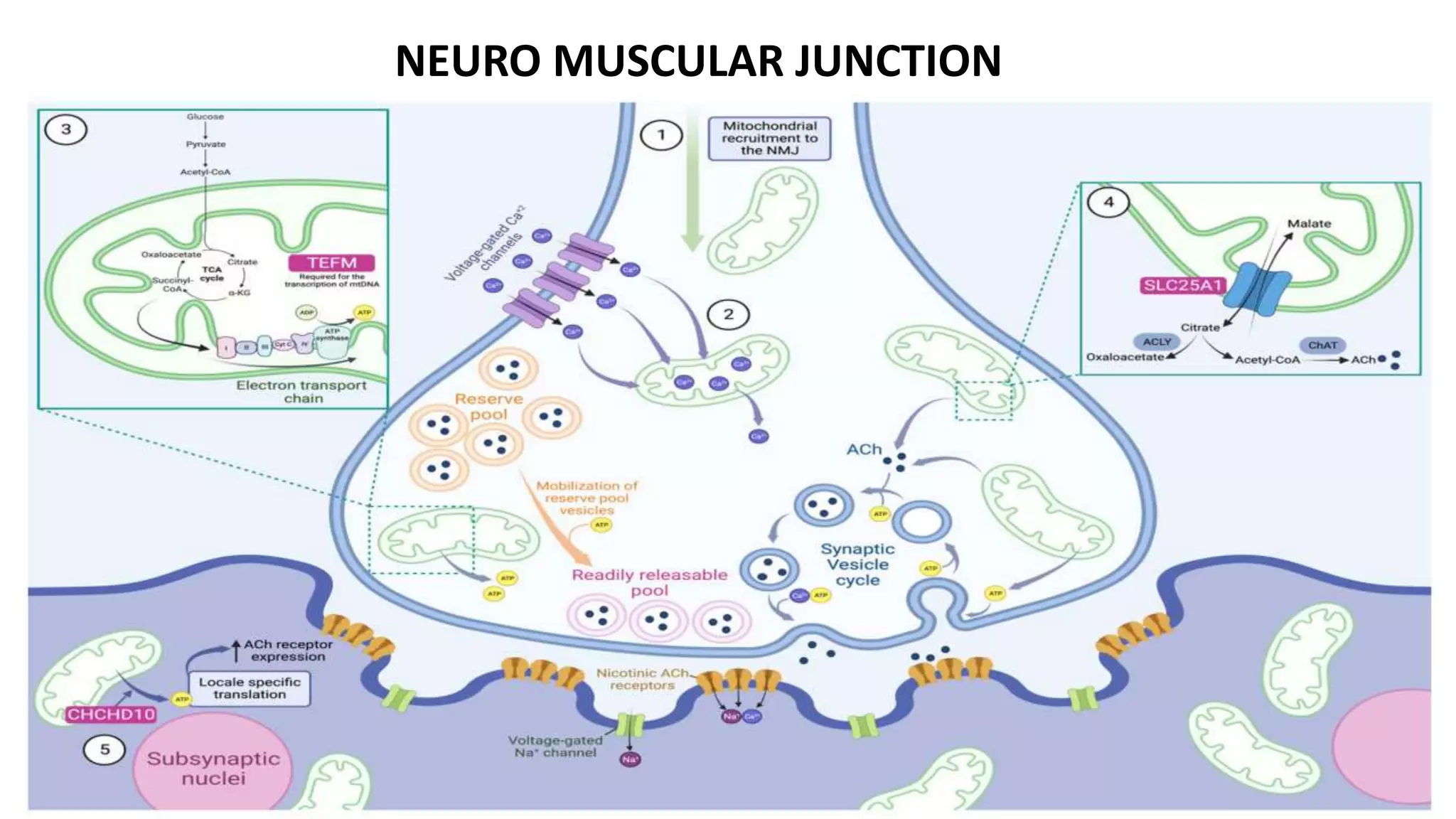 ANAESTHESIA MANAGEMENT IN PATIENTS OF NEUROMUSCULAR DISORDERS.pptx