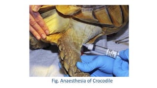 reptile anaesthesia | PPTX