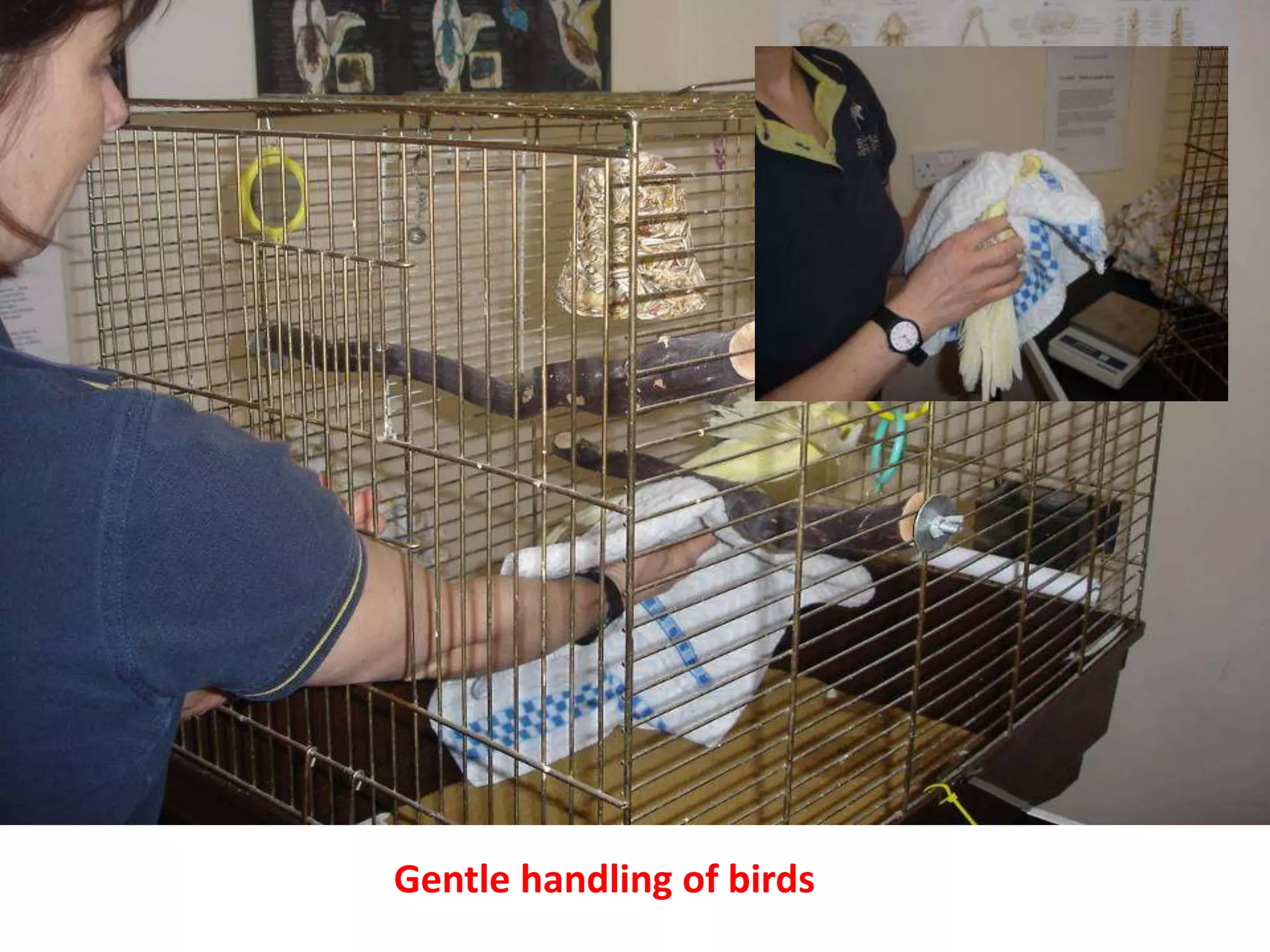 Anaesthetic and surgical management in birds | PPTX