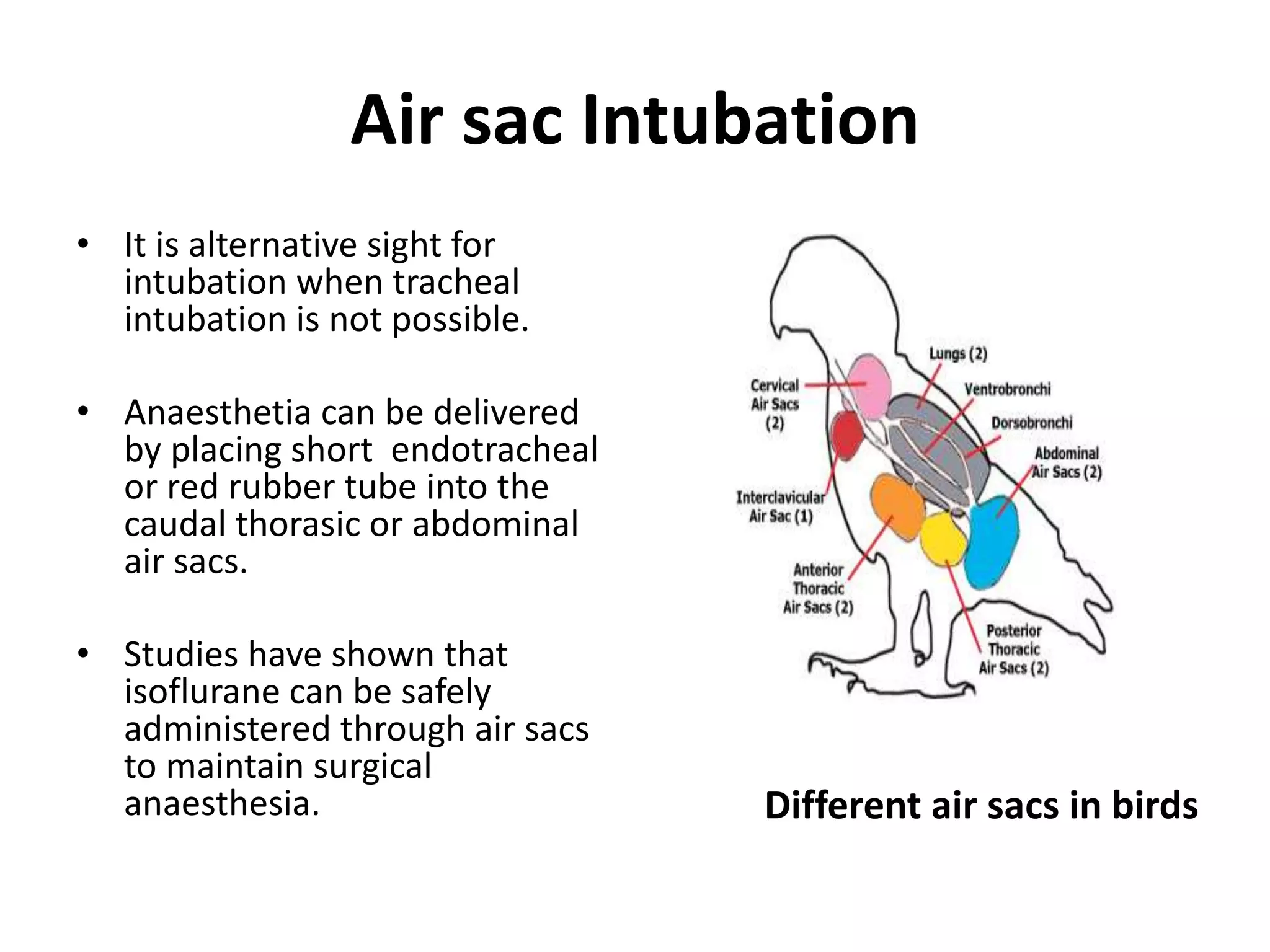Anaesthetic and surgical management in birds | PPTX