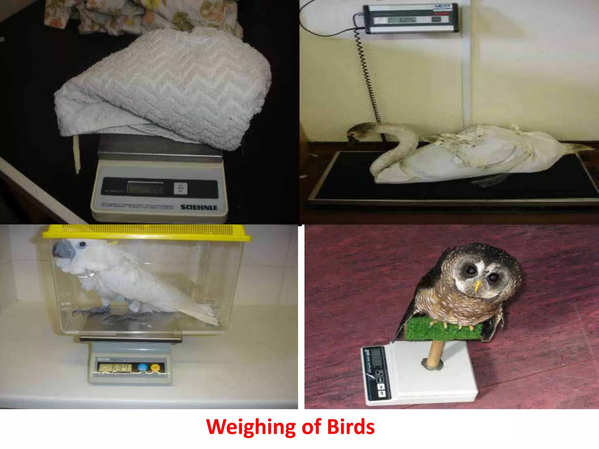 Anaesthetic and surgical management in birds | PPTX