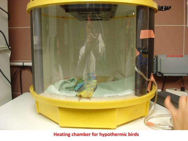 Anaesthetic and surgical management in birds | PPTX