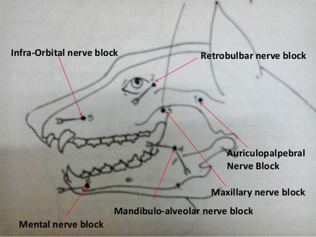 Anaesthetic techniques