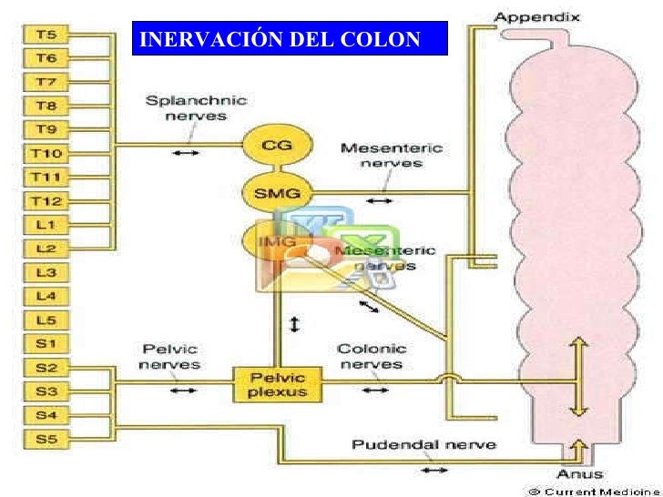 Ana, Fisio, Estudio, Colon