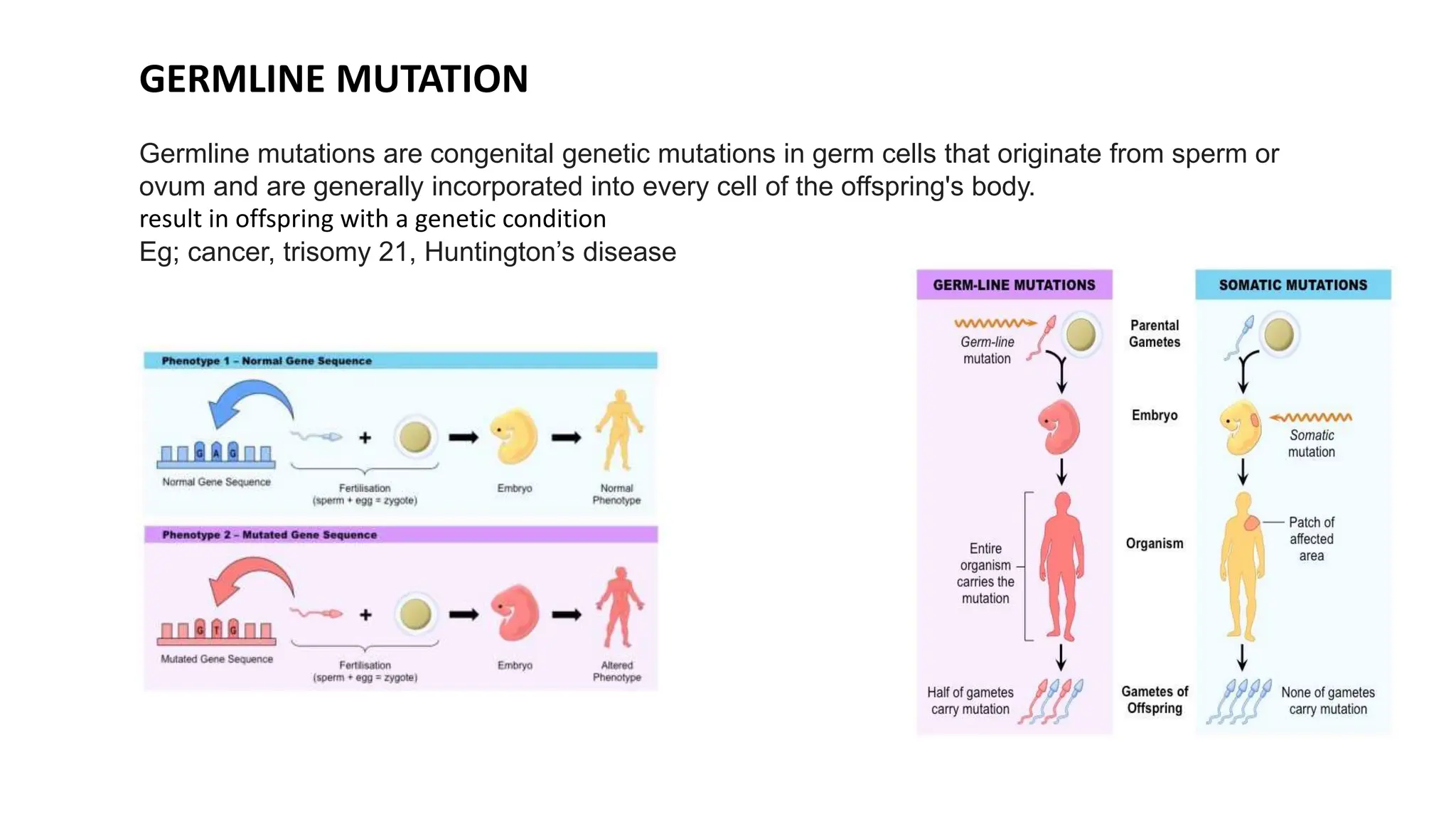 GENETIC VARIATION AND ITS ROLE IN HEALTH / PHARMACOLOGY.pptx